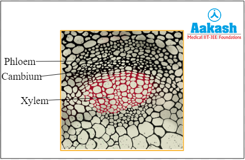 Plant Vascular System, Vascular Bundles Types & Differences | AESL